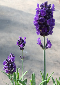 Lavandula angustifolia Sentivia™ Blue'