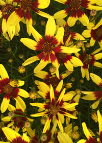 Coreopsis 'Firefly'