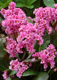 Bergenia 'Spring Fling'