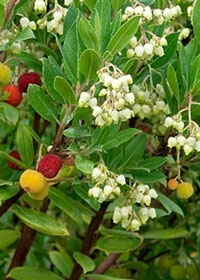 Arbutus unedo 'Compacta'