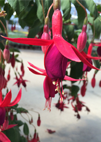 Fuchsia hybrida 'Cardinal'