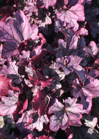 Heuchera hybrida 'Spellbound'