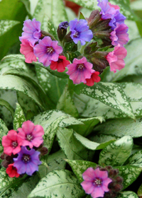 Pulmonaria 'Silver Bouquet'