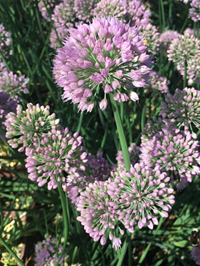 Allium senescens 'Blue Twister'