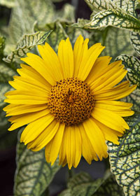 Heliopsis helianthoides 'Sunstruck'
