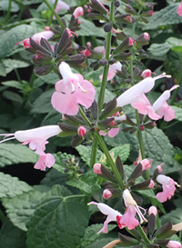 Salvia coccinea Summer Jewel™ Pink'