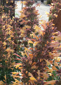 Agastache x Sunrise™ 'Yellow'