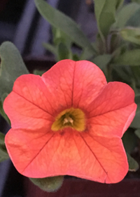 Calibrachoa hybrida Cabaret® Orange ('Balcaborim')