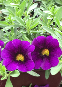 Calibrachoa MiniFamous® Neo Dark Blue ('KLECA17399')