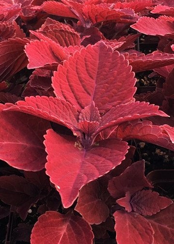 Coleus (Solenostemon) 'Flame Thrower Ruby Slippers'