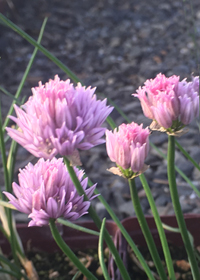 Allium 'Chivette'