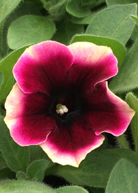 Petunia 'Crazytunia Blackberry Cheesecake'