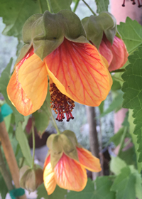 Blooming Advantage Plant Finder