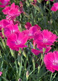 Dianthus Vivid Bright Lights ('Uribest52')