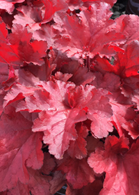 Heuchera FOREVER® 'Red'