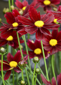 Coreopsis Li'l Bang™ 'Red Elf'