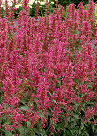 Agastache x 'Morello'