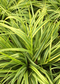 Carex oshimensis EverColor® 'Everlime'