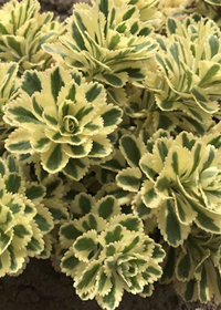 Sedum takesiemense Atlantis™' (Nonsitnal)